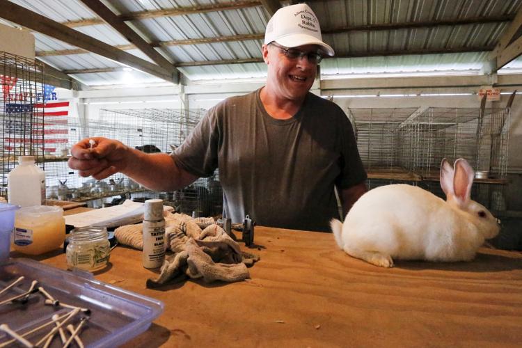 4-H Rabbit Check In at Adams County Fair | Photo Galleries | whig.com