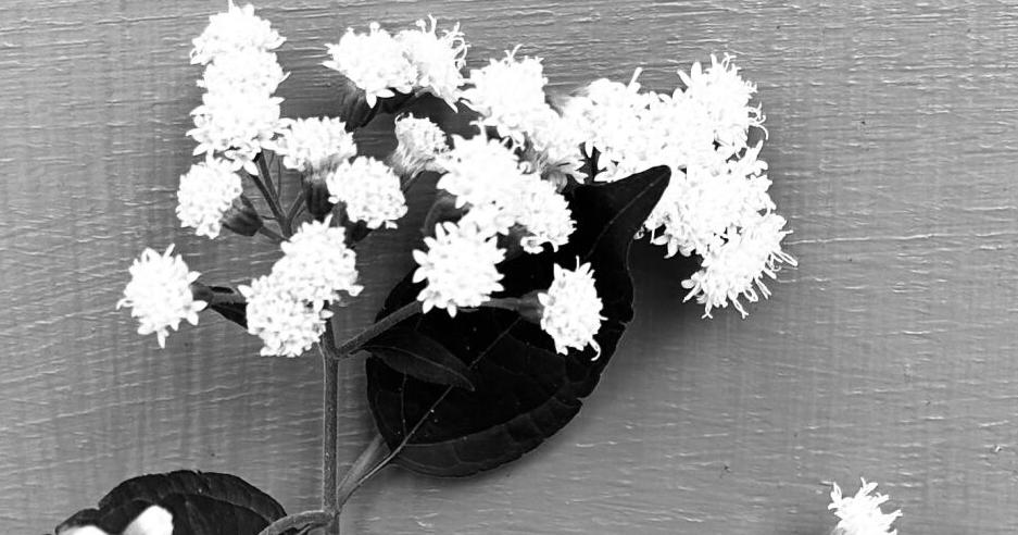 Finding the cause of Milk Sickness | History | whig.com