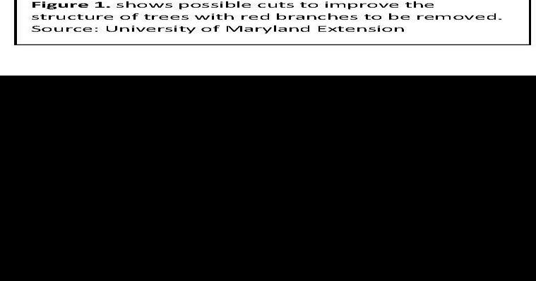 Proper tree pruning | Business | whig.com