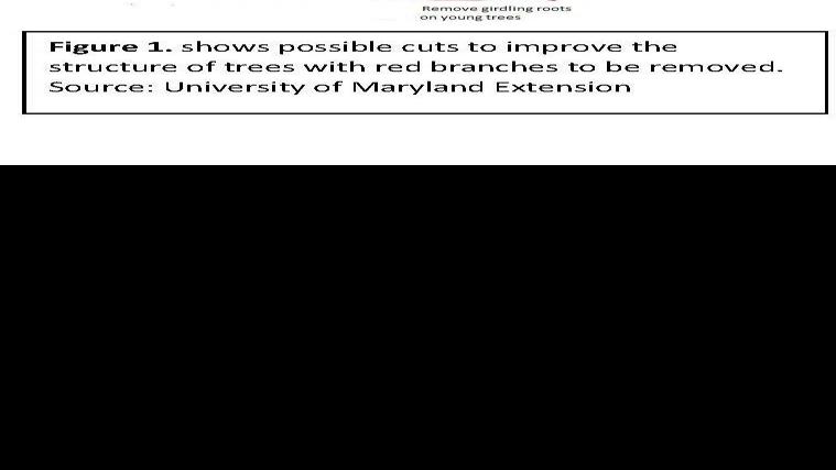 Proper tree pruning | Business | whig.com