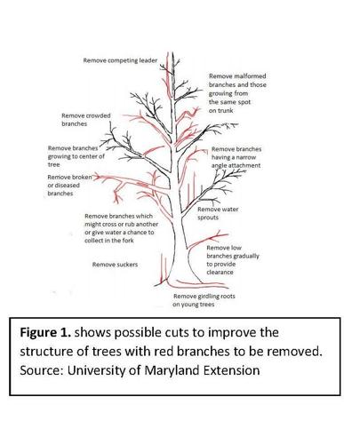 Proper tree pruning | Business | whig.com