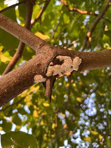What’s that white stuff on my magnolia tree? Magnolia scale | Good ...
