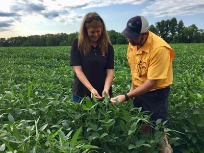 Crop chat focuses on drought concerns | Grain Markets | whig.com