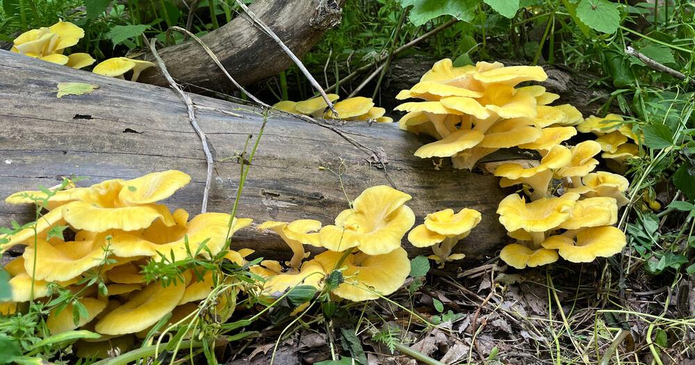 Nature photography for long winter days | Good Growing | whig.com