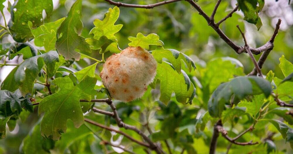 Fuzzy growth on oak trees: Wool sower galls | Good Growing | whig.com
