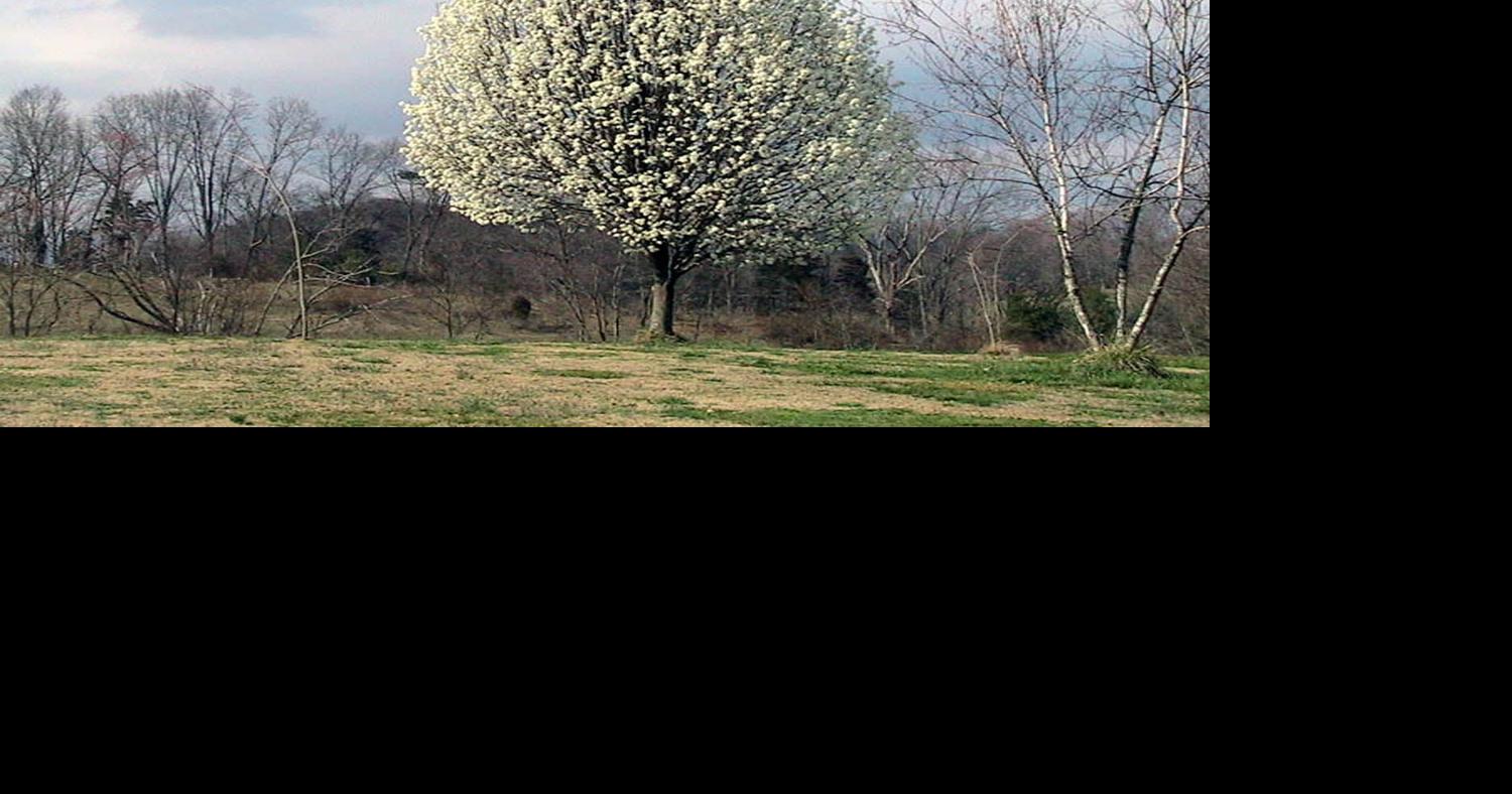 Buyback program helps limit Callery pear tree risk | Hannibal News ...