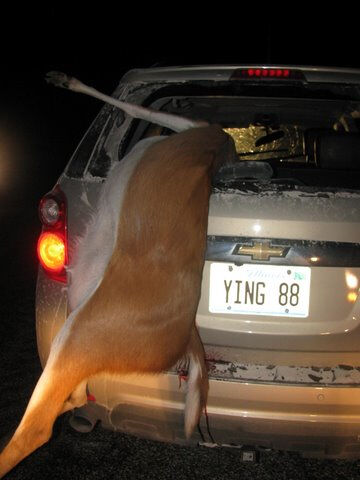 Brown County sees rash of car-deer crashes, making drivers wary ...