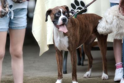 Humane Society marks 30 years of Mutt Strut with 2024 edition at South ...