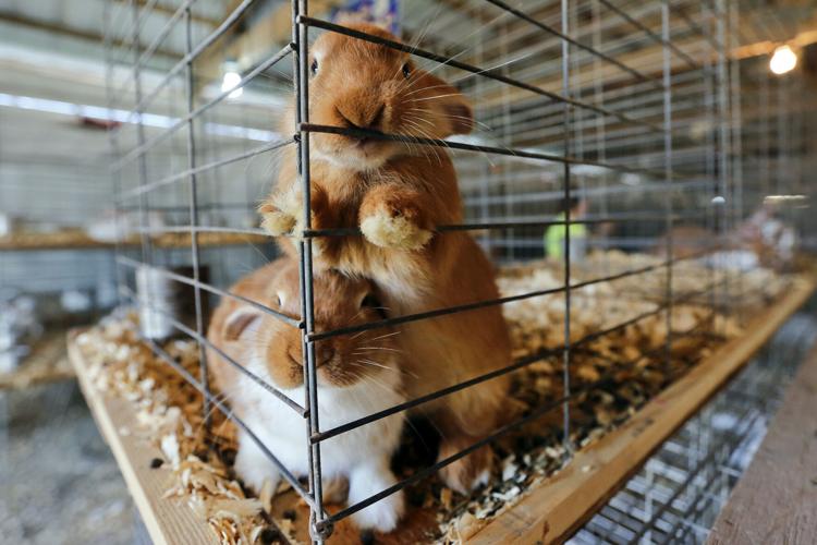 4-H Rabbit Check In at Adams County Fair | Photo Galleries | whig.com