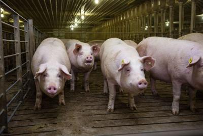 Implementing California’s Prop 12 comes with challenges, expenses for ...