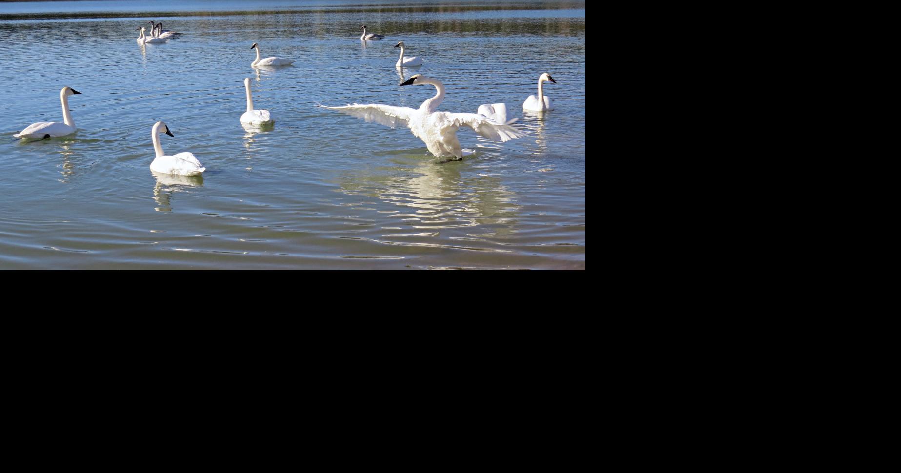 Not a swan song | News | whitecountycitizen.com