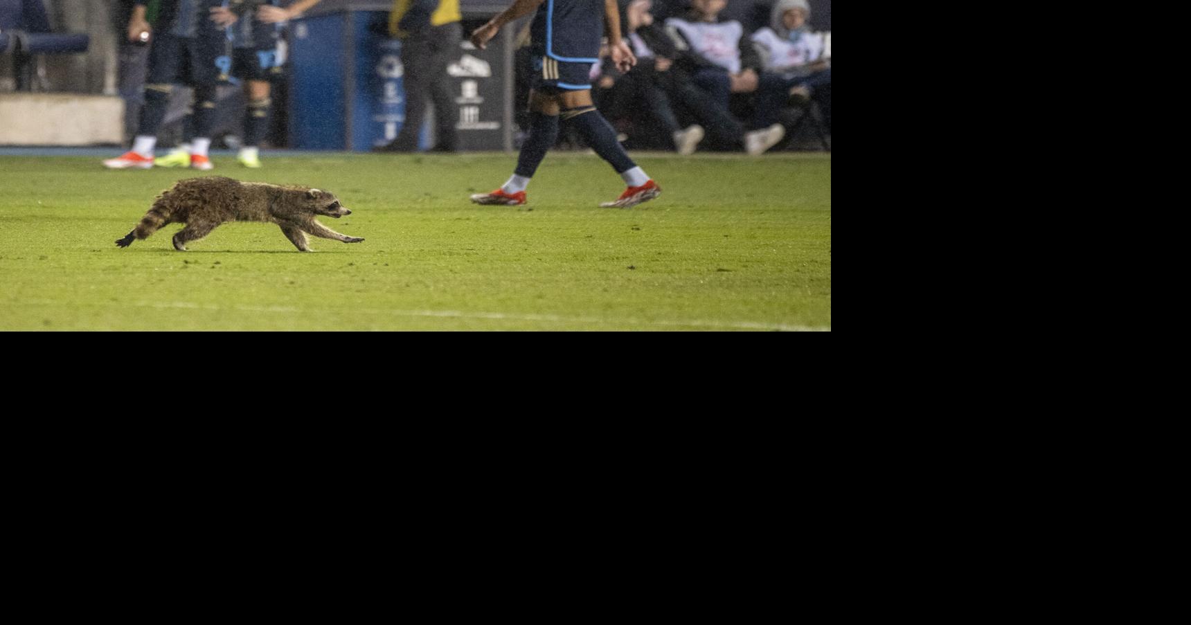 Meet Raquinho, raccoon who stopped MLS game and got Topps trading card ...