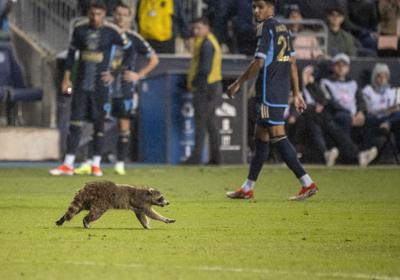 Meet Raquinho, raccoon who stopped MLS game and got Topps trading card ...