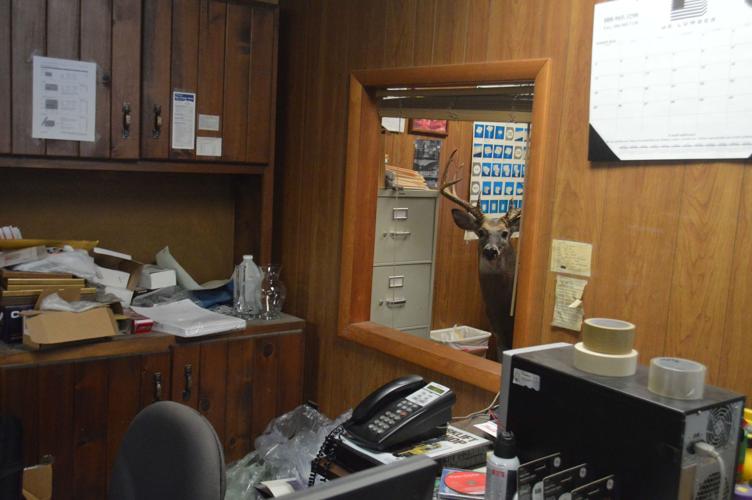 BREAKING: 12-point buck trapped inside Westcott's | Special Sections ...