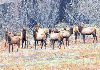 Elk reintroduced in region | News | williamsondailynews.com