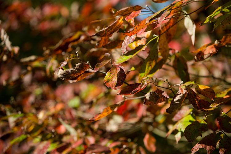 Fall colors expected to return to WV in late October | News ...