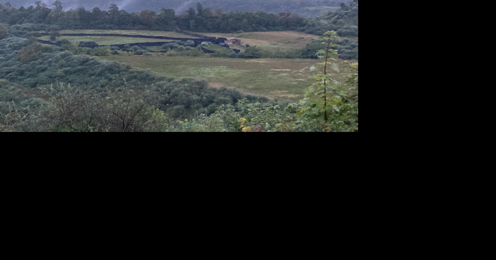 Gov. Jim Justice announces plans to introduce more elk in West Virginia ...