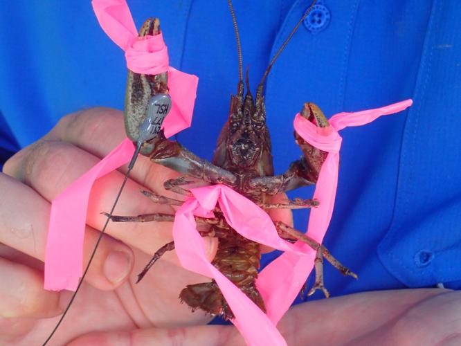 Captive rearing may help take two WV crayfish off the endangered list ...
