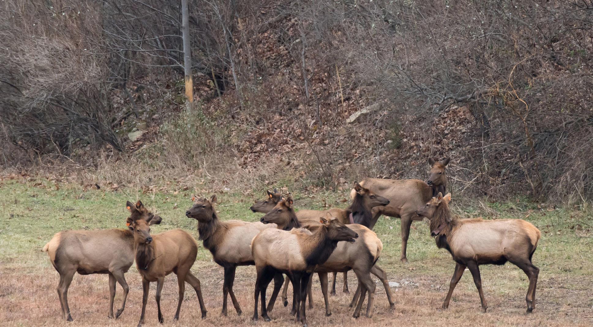 WV elk-reintroduction effort bearing fruit | News | williamsondailynews.com