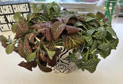 Stephanie Hill: Thrive through love; lessons from plants | Features ...