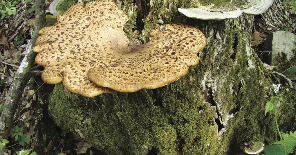 West Virginia Poison Center experts warn of the dangers of wild ...