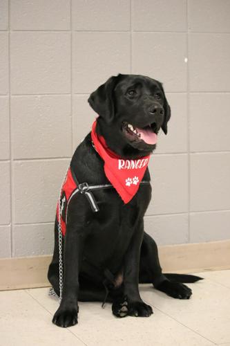 Pup rally welcomes Lenore PK-8 therapy dog | News | williamsondailynews.com