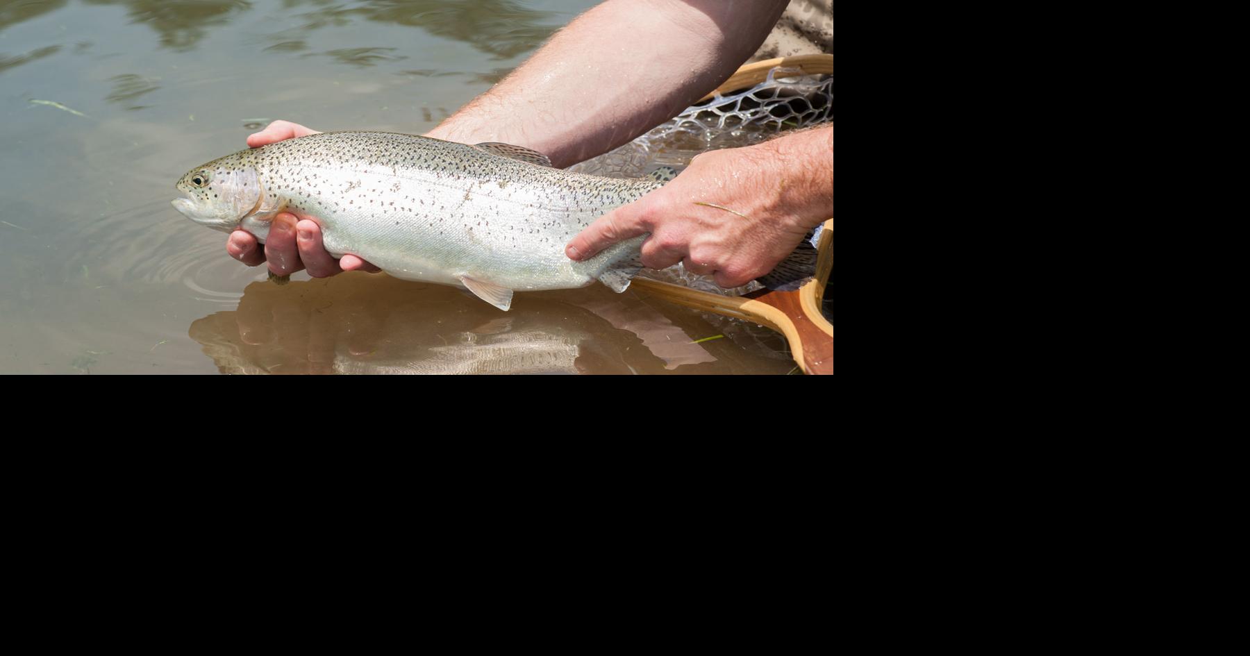 DNR: Fall trout stockings beginning despite low water ...