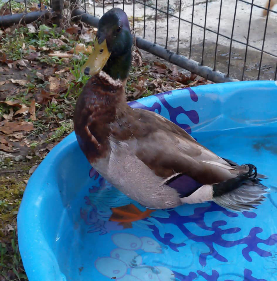 Williamson Animal Hospital treats injured duck | News ...