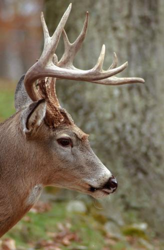 West Virginia hunters bagged some big bucks during 2018 | News ...