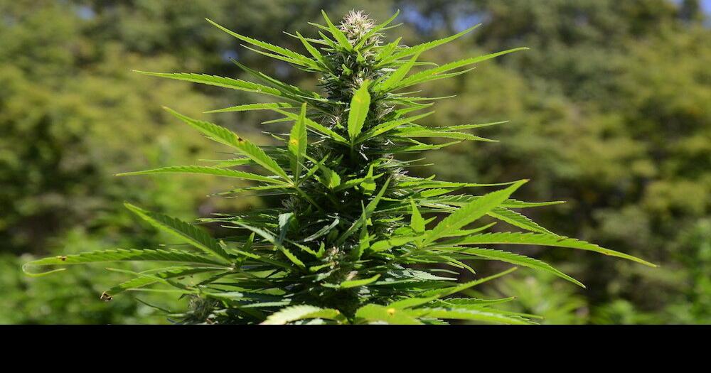 Deadline to renew hemp growing license approaching | Features ...