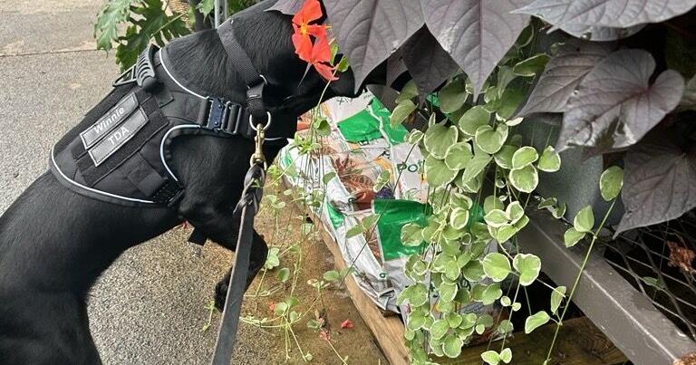 New detection dogs sniff out invasive pest | WLife | williamsonherald.com