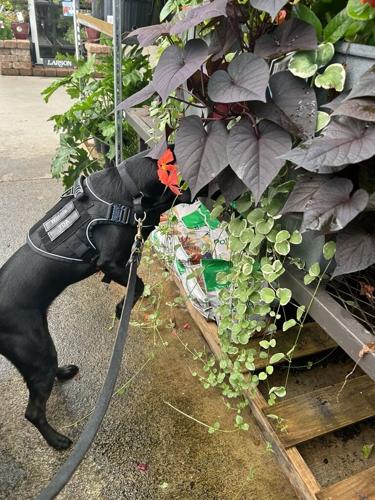 New detection dogs sniff out invasive pest | WLife | williamsonherald.com