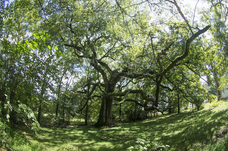 Grassroots group taking steps to save an oak tree in Arrington that ...