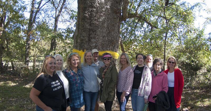 Grassroots group taking steps to save an oak tree in Arrington that ...