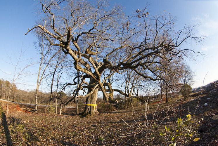 Grassroots group taking steps to save an oak tree in Arrington that ...
