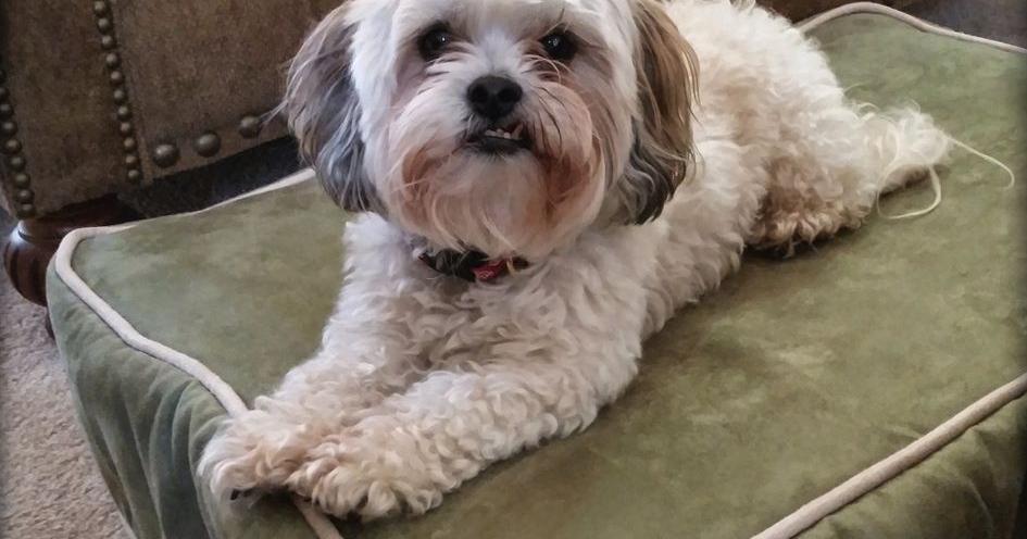 Canine Atticus wins new beds for animal shelter | Gallery ...