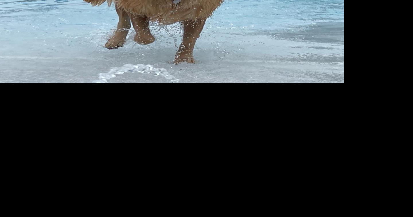 5th annual Bark n’ Splash Bash returns to Spring Hill’s Longview Recreation Center | WLife ...