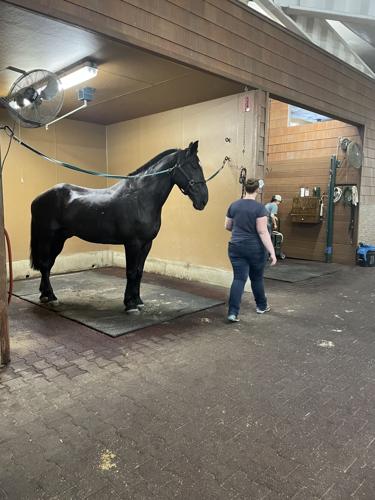 Celebrity hero horse stops at Thompson's Station's Jaeckle Centre ...