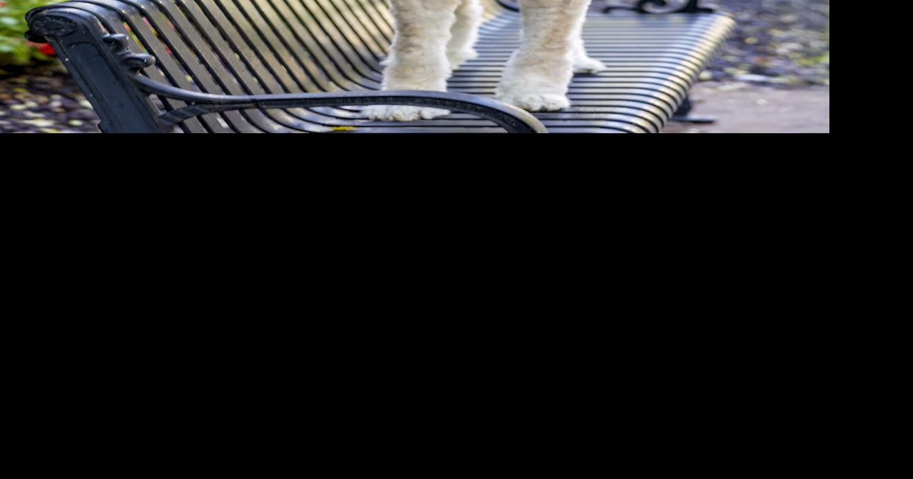 'Tails of Franklin' cover dogs strike a pose | WLife | williamsonherald.com