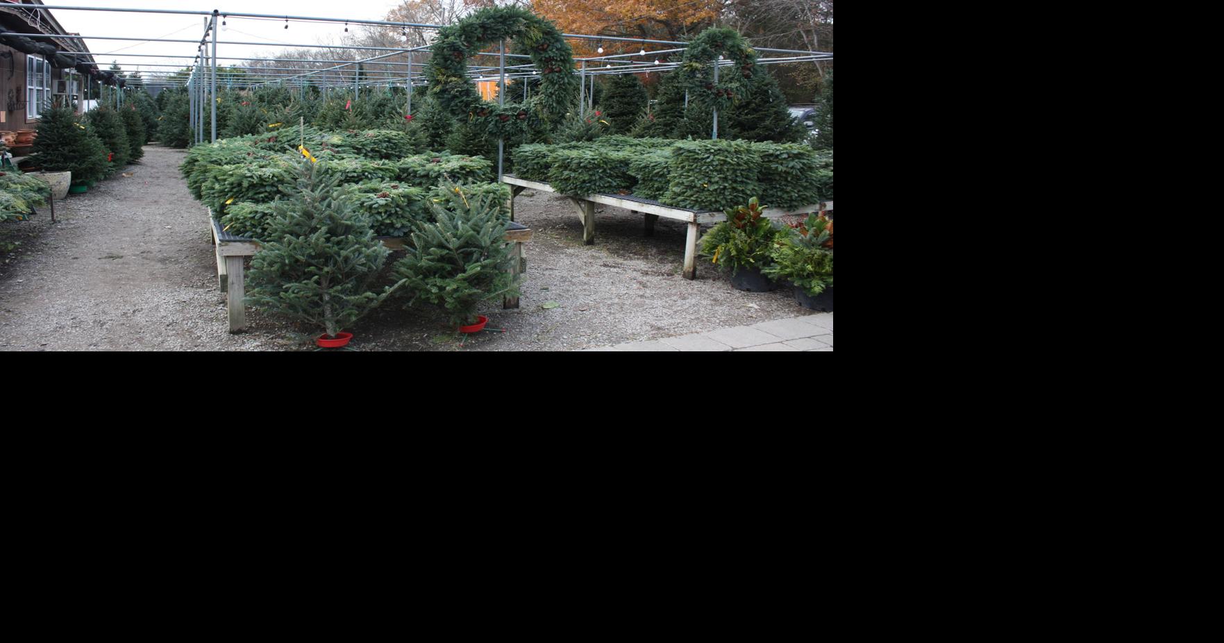 Hewitt Garden and Design Center makes Christmas trees a family ...