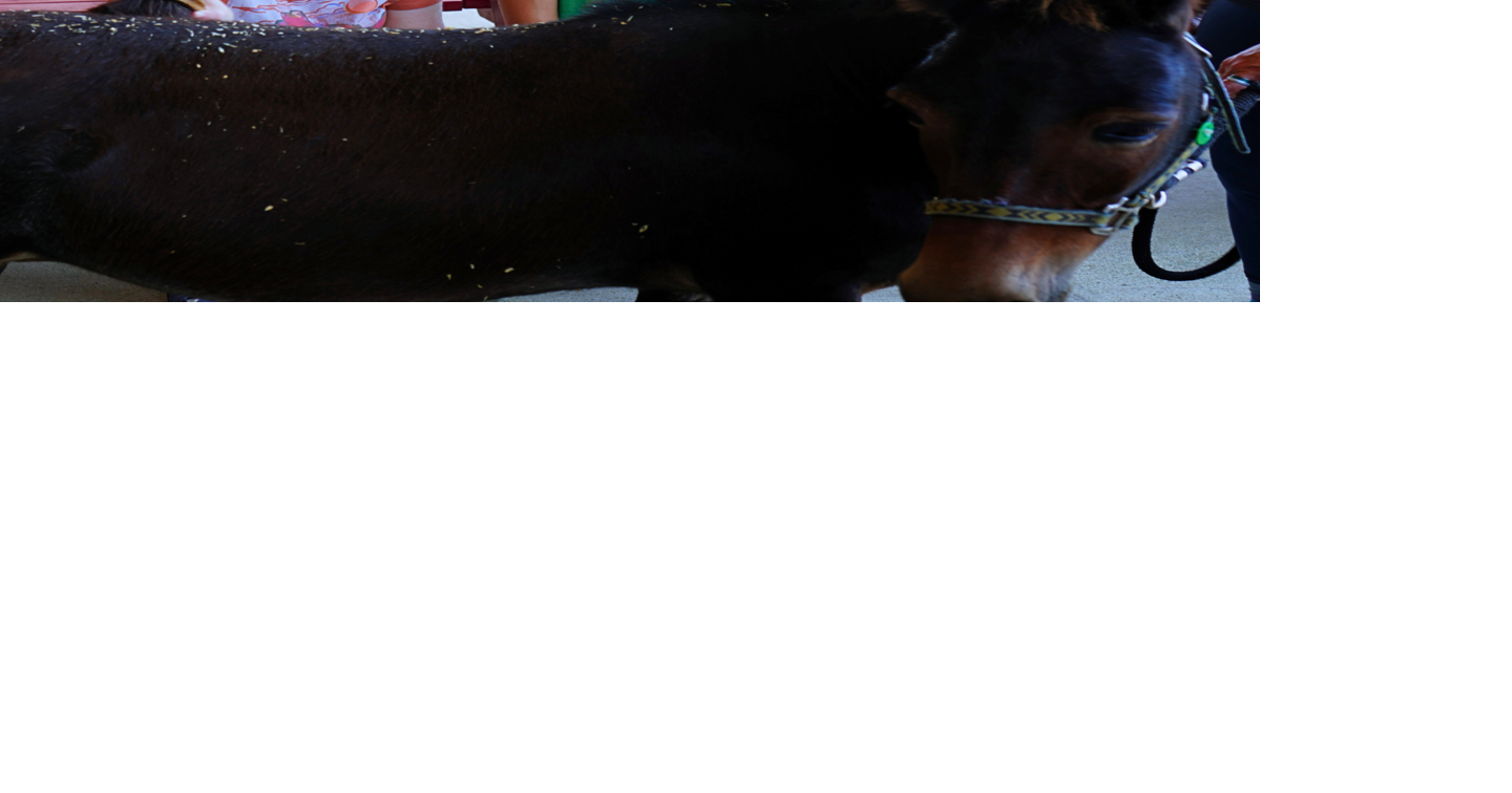 Waves Inc., Saddle Up! partner to provide equine therapy for adults ...