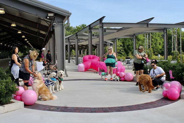 Wag N’ Walk benefits dogs, cancer patients | WLife | williamsonherald.com
