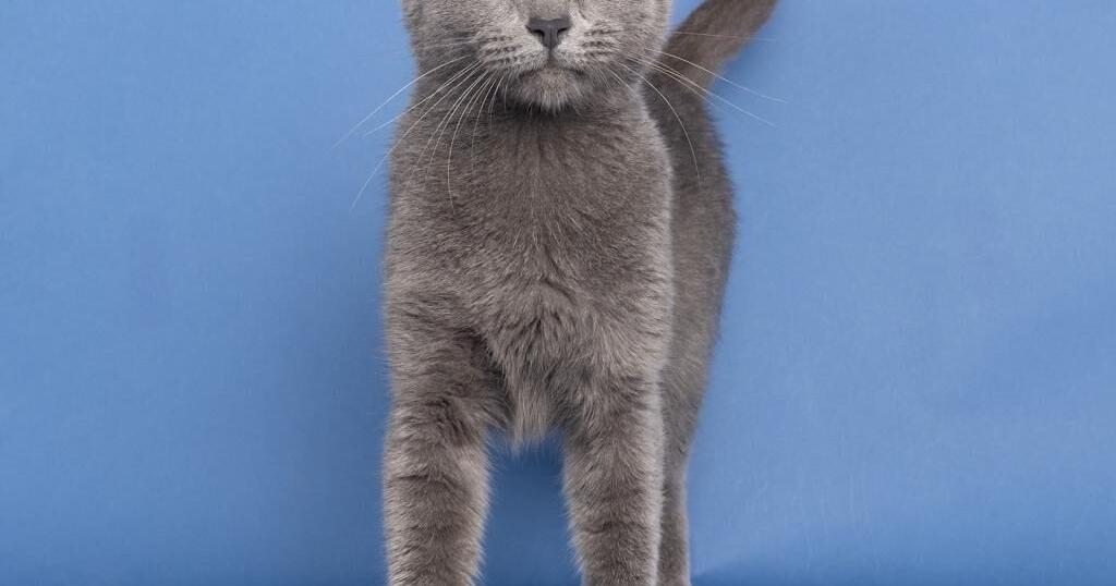 City of Franklin teams with Williamson Animal Center to promote kitty ...