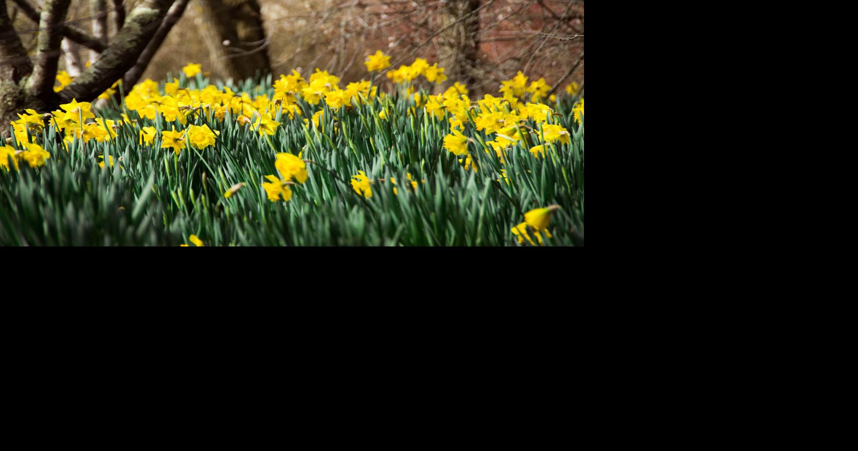 Landscaping: Dancing with daffodils | Columns | williamsonherald.com