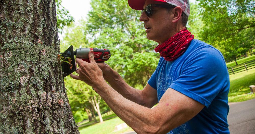 Brentwood Tree Board maintains Deerwood Arboretum | Brentwood ...