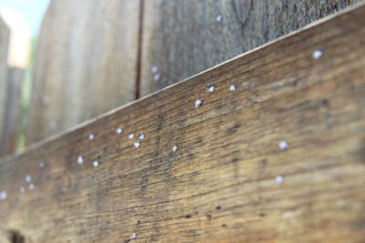 hackberry woolly aphids