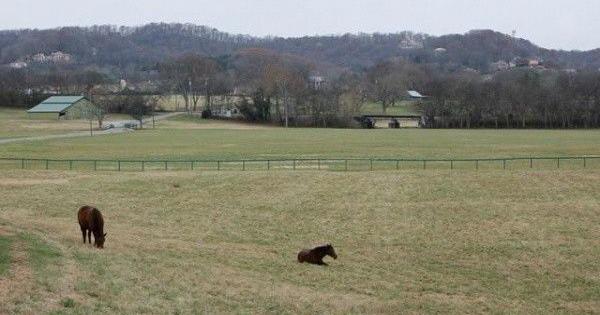 Cal Turner Jr.’s Green Pastures Farm to stop boarding horses | News ...