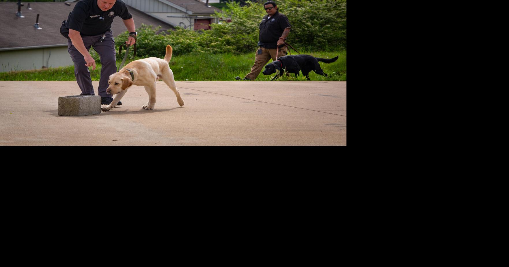 Nashville Fire welcomes new accelerant-detection K-9s | News ...