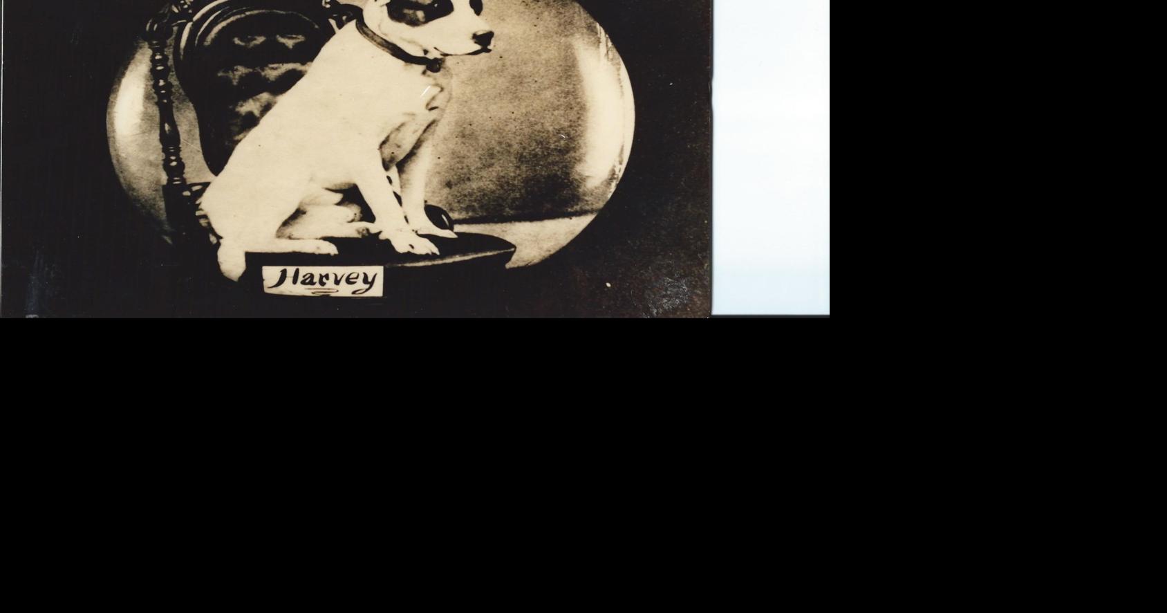 ‘Harvey,’ notable mascot during the Battle of Franklin, will have ...