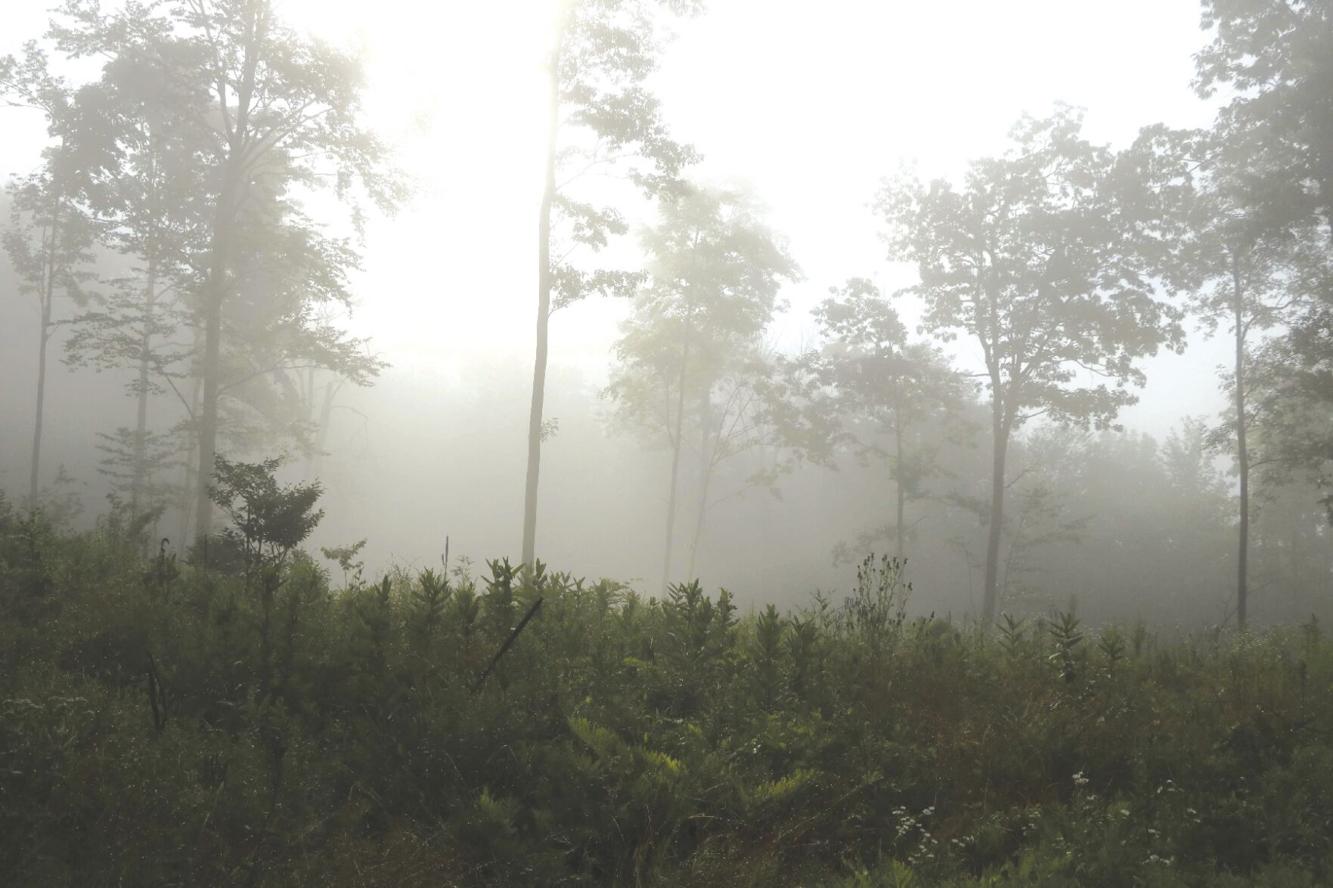 Making the case for the working forest | Living Green ...